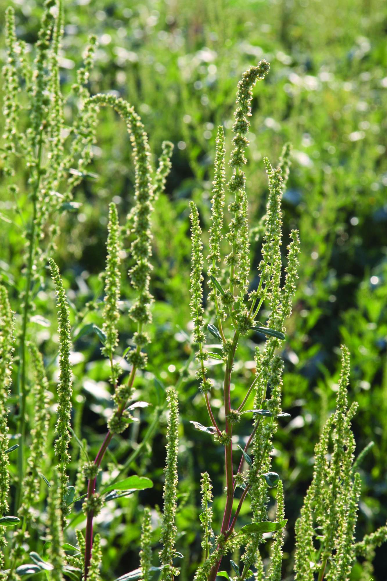 Multiple Herbicide Resistance Found In Illinois Waterhemp - CropLife