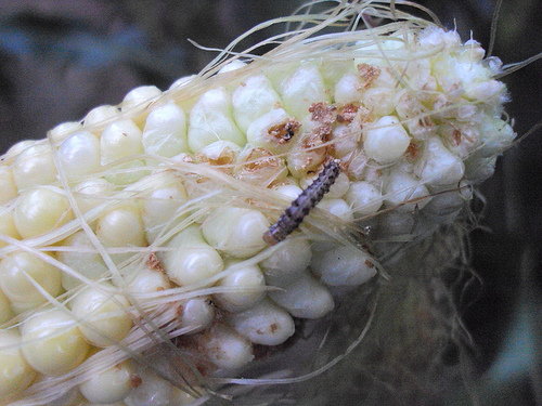 How To Scout For Corn Earworms In Corn - CropLife