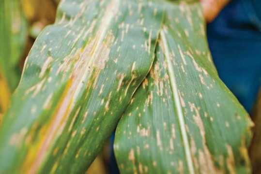 Make The Case For Fungicides In 2014 - CropLife