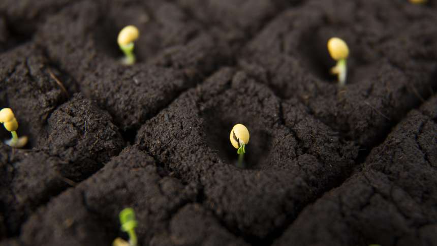 Understanding Different Types Of Seed Treatments - CropLife