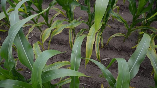 Recognizing Potassium Deficiency Symptoms in Crops - CropLife