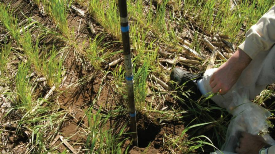Soil Sampling: The Beginning of a Right Diagnosis - CropLife