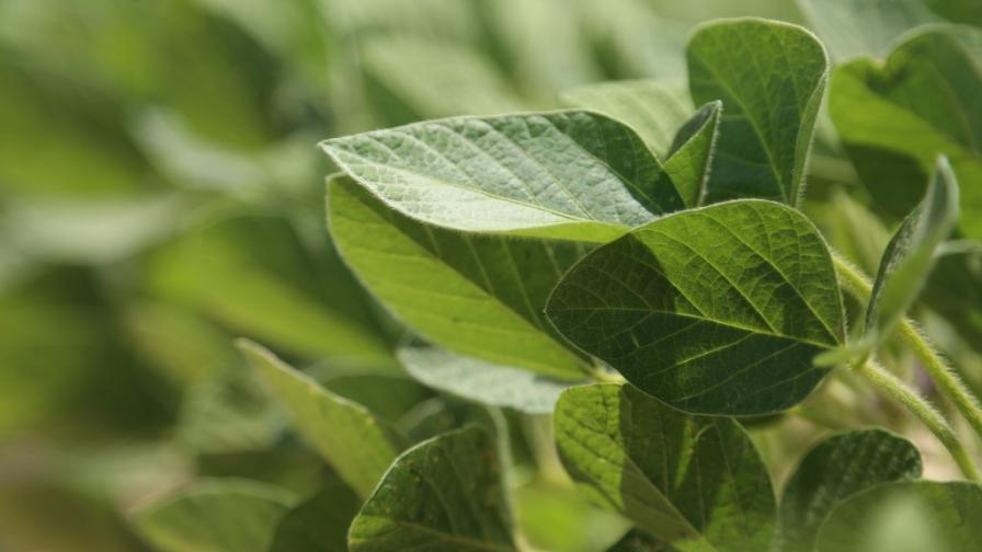 Xitavo Soybeans at Loretta Burroughs blog