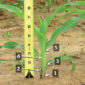 Defeat Nutrient Deficiencies During the VT Growth Stage - CropLife