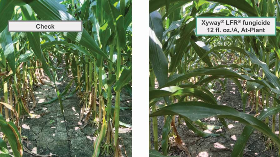 Environmental Dynamics Spur Fungicide Growth - CropLife
